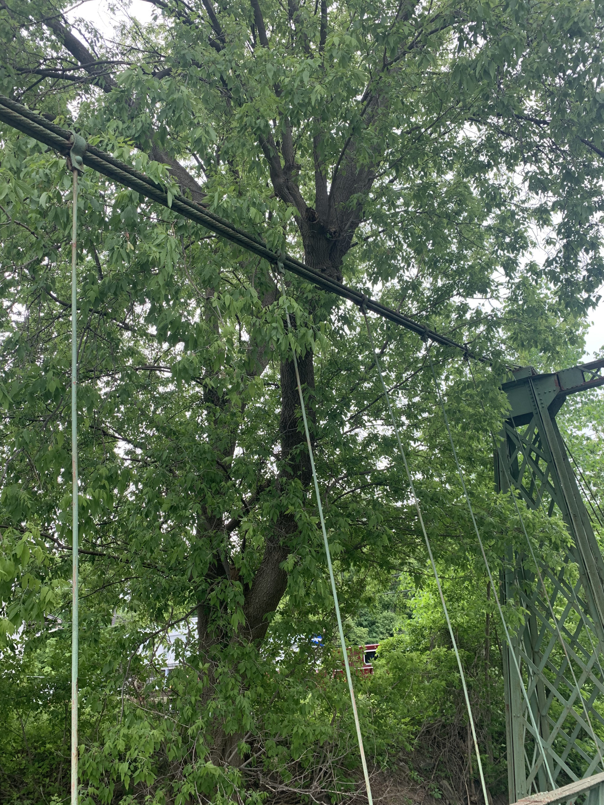 Swing Bridge Trees - Keeseville's Historic Bridges